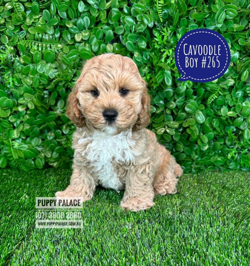 I AM NOW ADOPTED - Cavoodle / Cavapoo - Boy. Puppies For Sale Brisbane