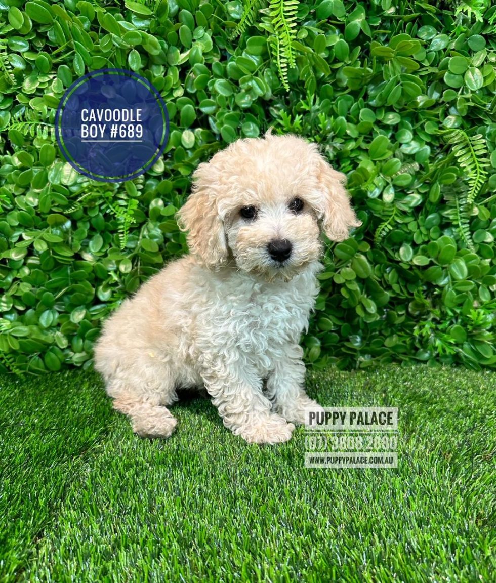 I AM NOW ADOPTED - Toy Cavoodle Puppies / Cavapoo - Boy. Puppies For ...
