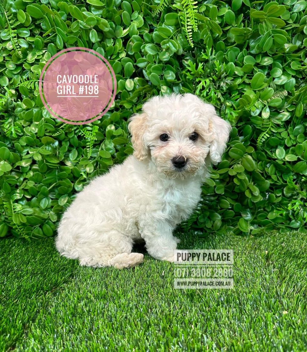 I AM NOW ADOPTED - Toy Cavoodle / Cavapoo - Girl Puppies For Sale Brisbane