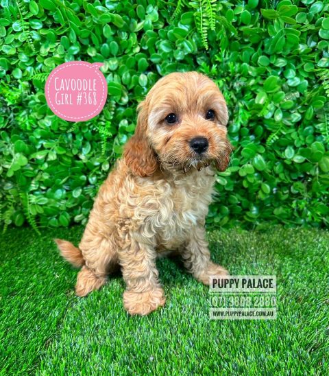 I AM ADOPTED - Cavoodle (Cavalier X Toy/Mini Poodle) Puppy - Girl Puppies For Sale Brisbane