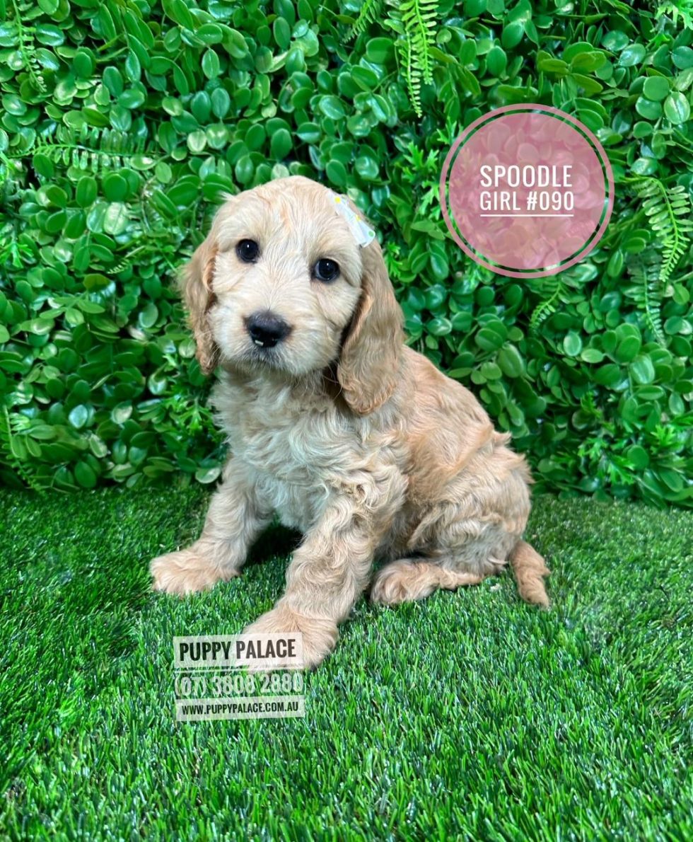 I AM NOW ADOPTED - Spoodle/Cockerpoo (Cocker Spaniel X Toy/Mini Poodle ...