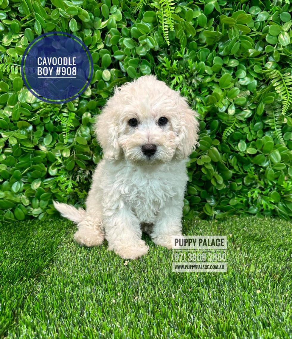 I AM NOW ADOPTED - Toy Cavoodle/Cavapoo Puppies - Boy Puppies For Sale ...