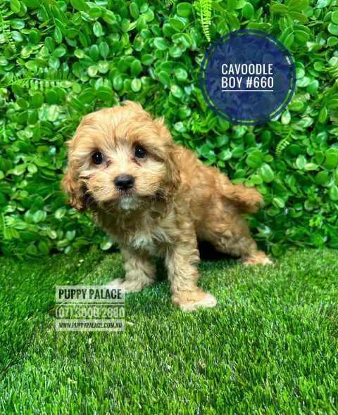 I AM NOW ADOPTED - Cavoodle / Cavapoo (Cavalier X Toy Poodle) - Boy ...