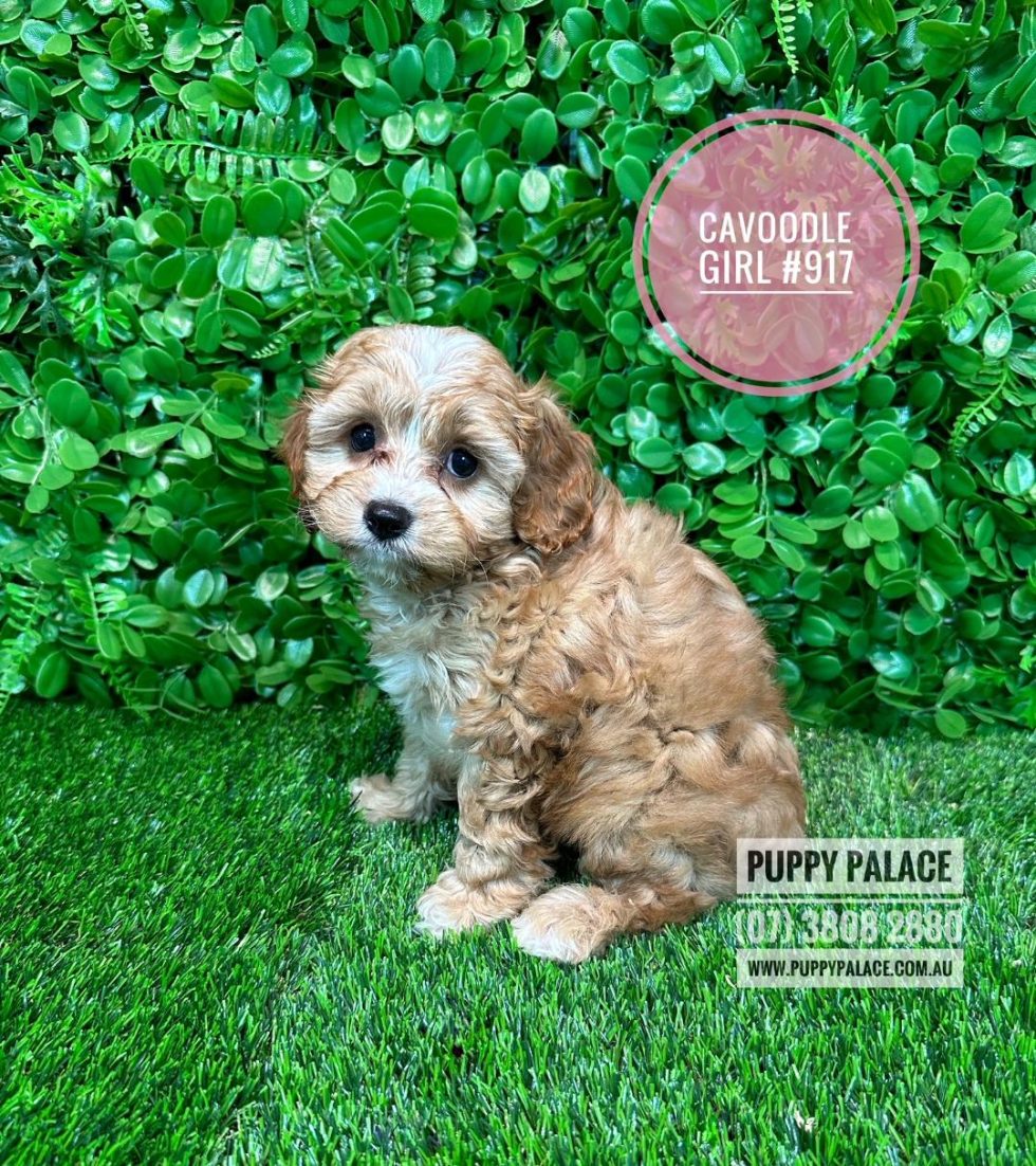 I AM NOW ADOPTED - Cavoodle / Cavapoo (Cavalier X Toy Poodle) - Girl ...