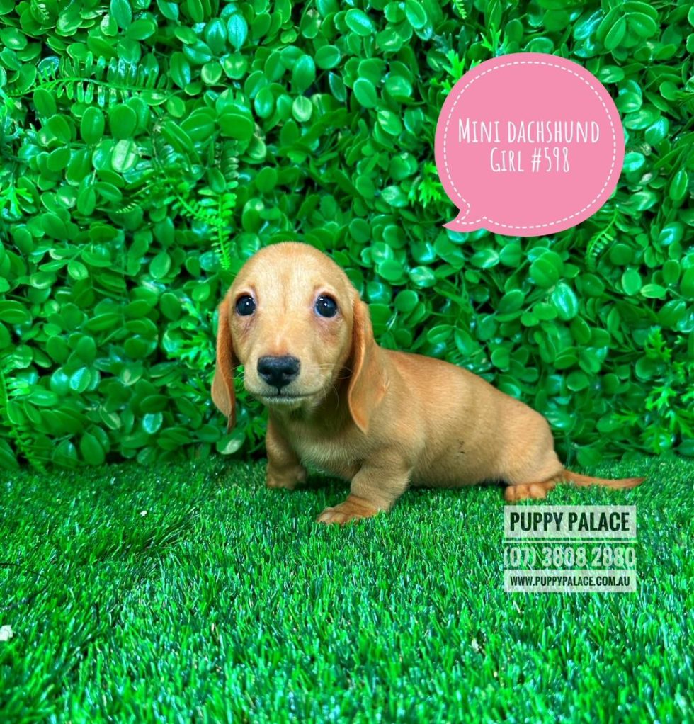 I HAVE NOW FOUND MY FOREVER HOME - Miniature Dachshund Puppies - Red ...