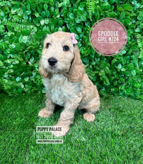I HAVE NOW BEEN ADOPTED - Spoodle/Cockerpoo (Cocker Spaniel X Toy/Mini ...