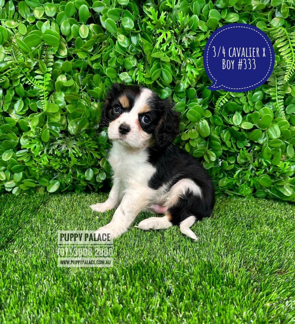 I HAVE NOW FOUND MY FUREVER HOME - 3/4 Cavalier X (Cavalier X Cavalier ...