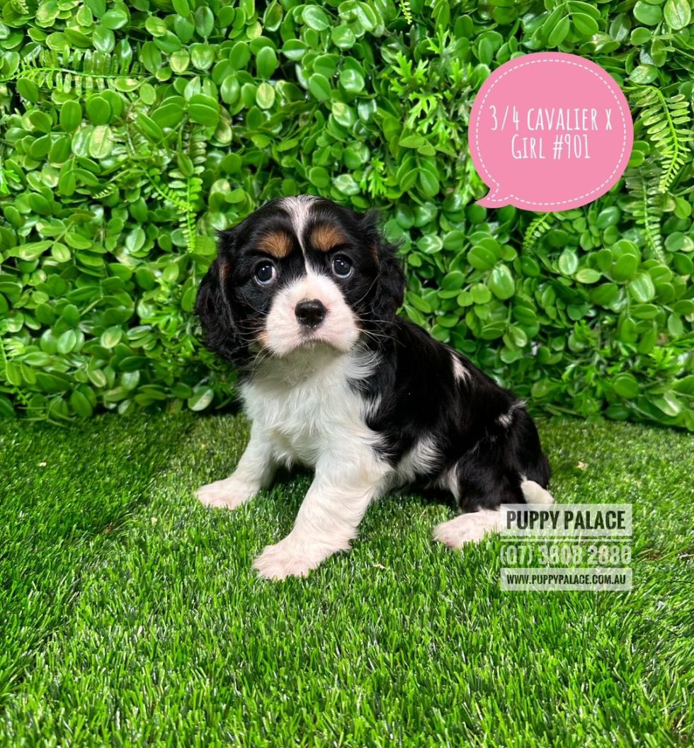 3/4 Cavalier X (Cavalier X Cavalier/Beagle) - Girl Puppies For Sale ...