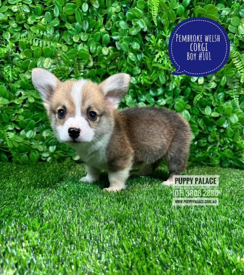 I HAVE NOW FOUND MY FUREVER HOME - Pembroke Welsh Corgi Puppies for ...