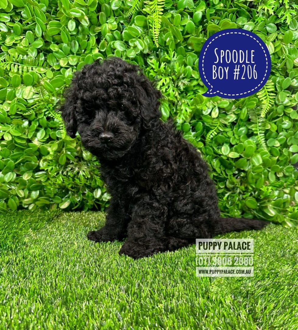 I HAVE NOW FOUND MY FUREVER HOME - Spoodle / Cockerpoo (Chocolate ...