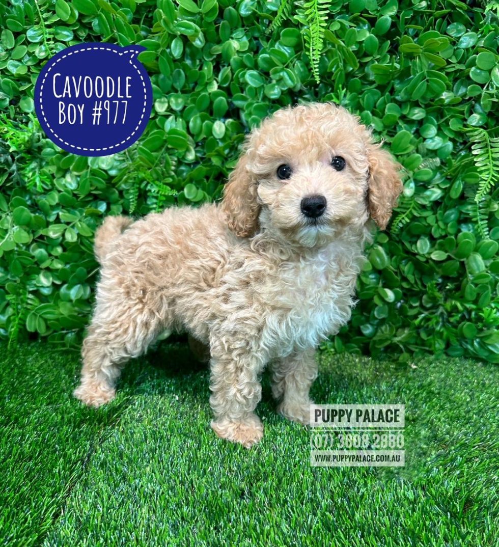 I HAVE NOW FOUND MY FUREVER HOME - Toy Cavoodle / Cavapoo (Toy Poodle X ...