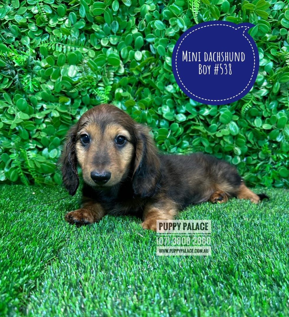 I HAVE NOW FOUND MY FUREVER HOME - Miniature Dachshund Puppies - Black ...