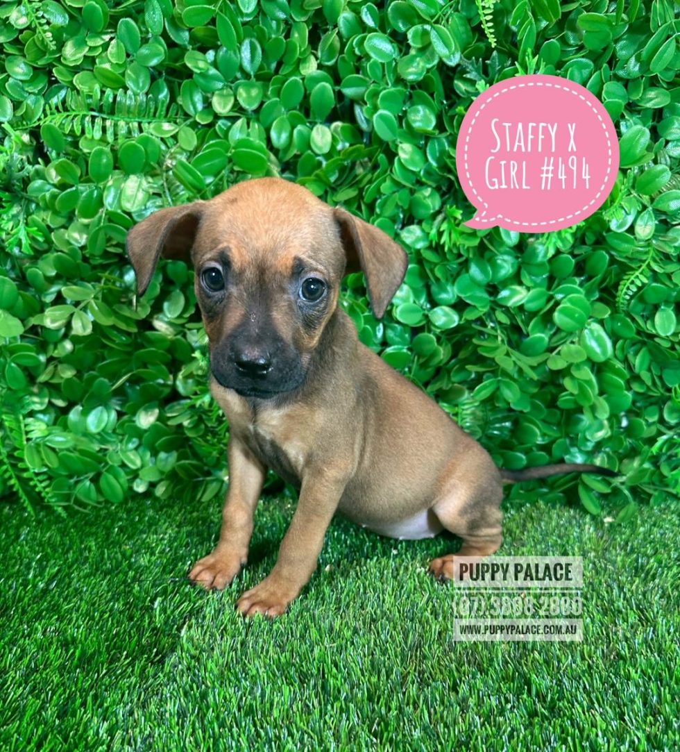 I HAVE NOW FOUND MY FUREVER HOME - Staffy (Staffordshire Bullterrier) X ...