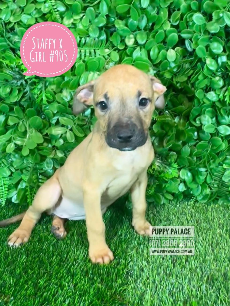 I HAVE NOW FOUND MY FUREVER HOME - Staffy (Staffordshire Bullterrier) X ...