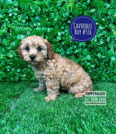 puppies for sale - Cavoodle / Cavapoo (Toy/Mini Poodle X Cavalier ...