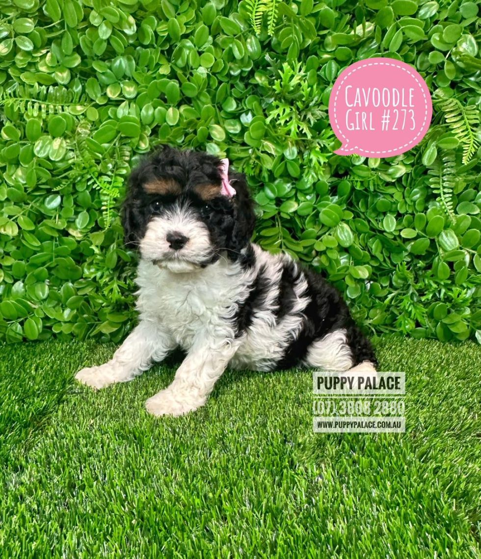 I HAVE NOW FOUND MY FUREVER HOME - Cavoodle / Cavapoo (Cavoodle X ...