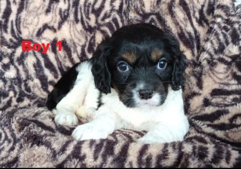 Cavoodle / Cavapoo Puppy - Boy. I am arriving into store & Available to ...