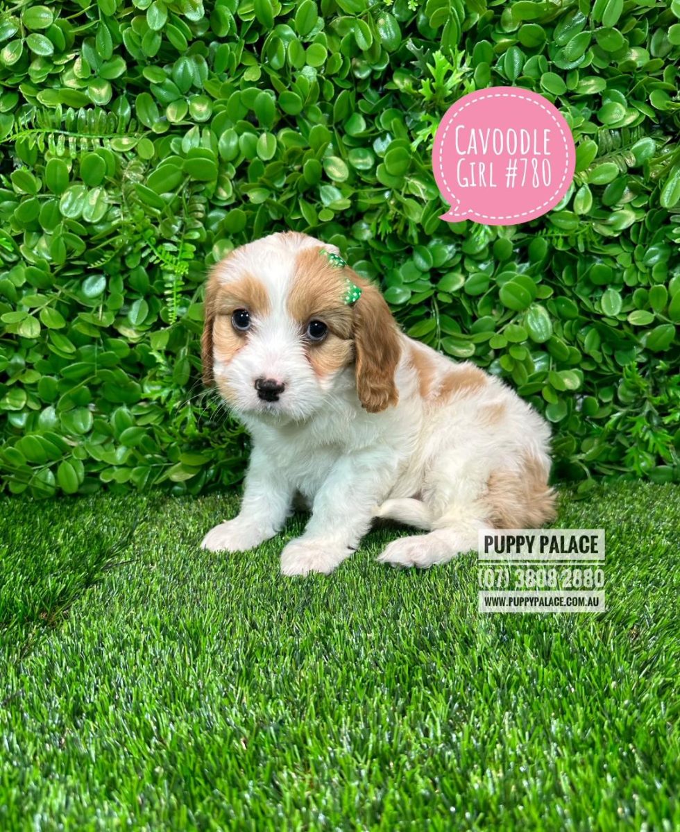 Cavoodle / Cavapoo (Cavoodle X Cavalier) - Blenheim Girl Puppies For ...