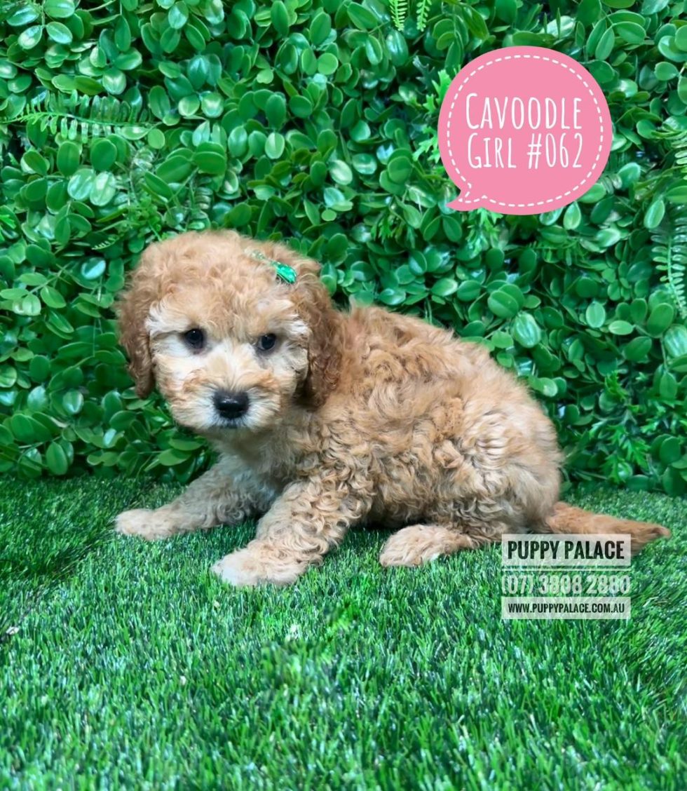 Cavoodle / Cavapoo (Toy/Mini Poodle X Cavalier) - Girl. I have also had ...