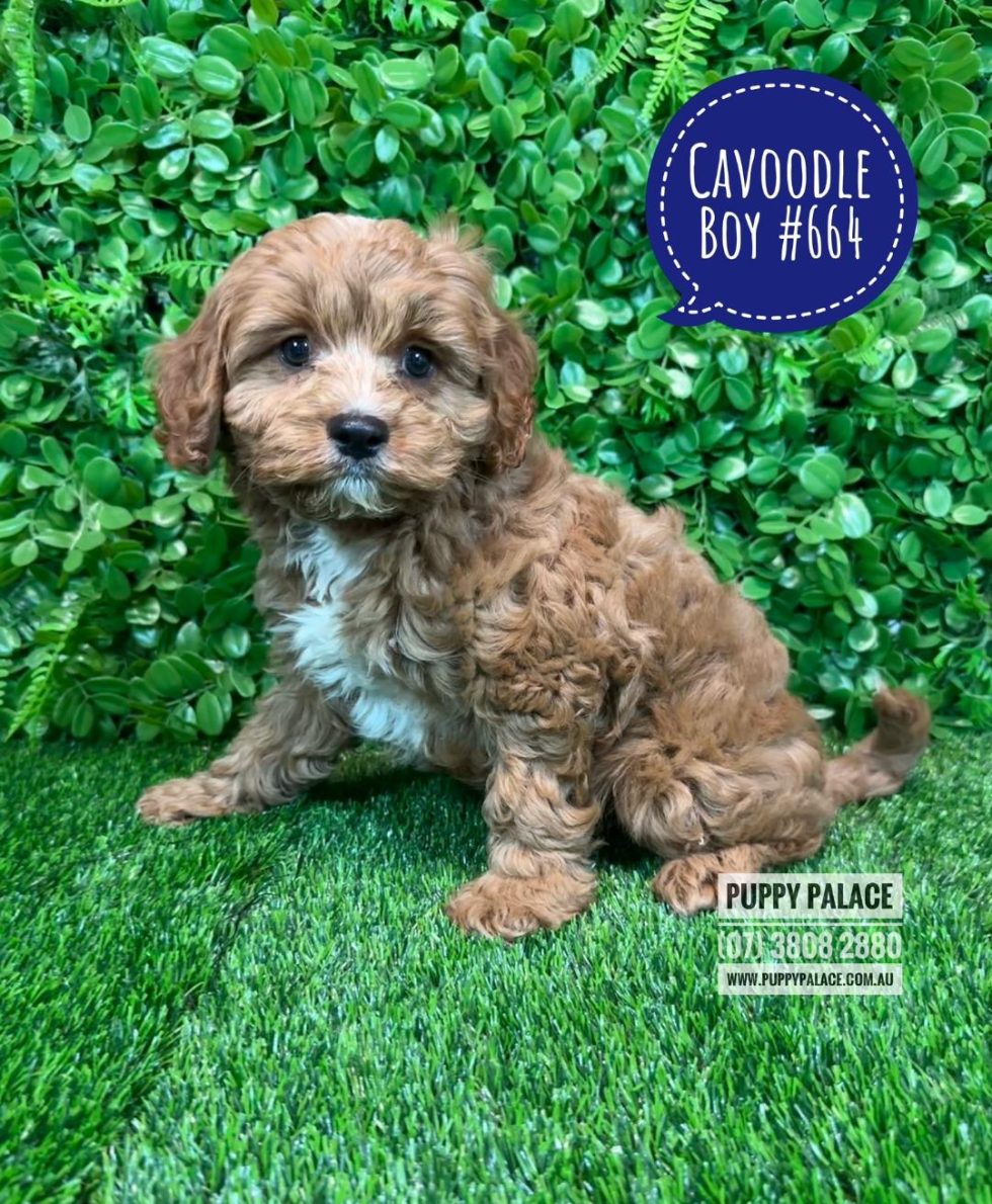Cavoodle (Cavalier X Red Toy Poodle) - Boy. Puppies For Sale Brisbane