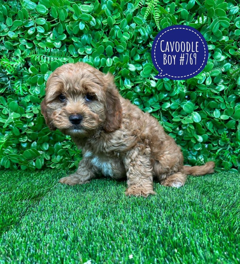 Cavoodle (Cavalier X Red Toy Poodle) - Boy Puppies For Sale Brisbane