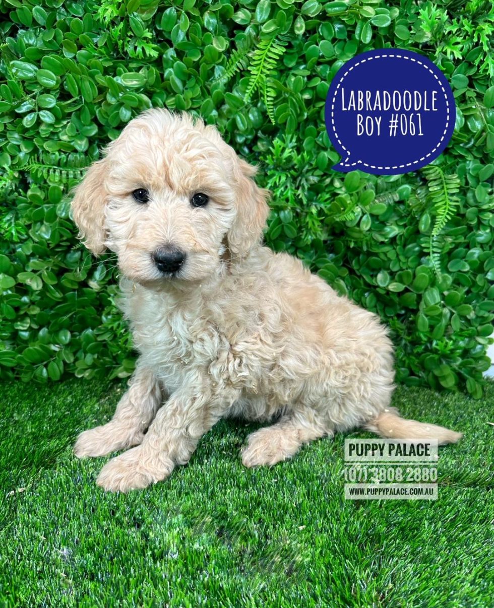 Standard Labradoodle - Boy Puppies For Sale Brisbane
