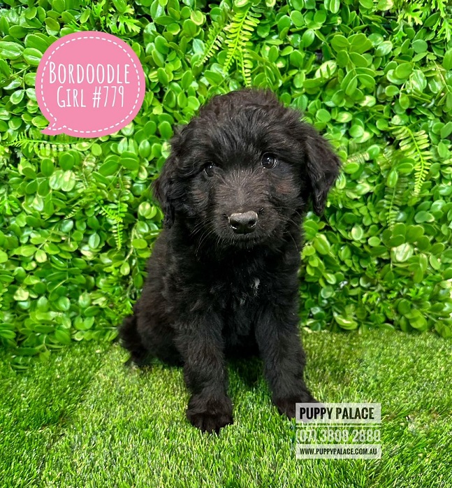 Bordoodle (Lemon/White Border Collie X Chocolate Poodle) – Black Girl ...