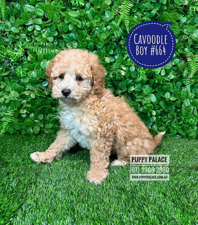 Toy Cavoodle / Cavapoo - Boy Puppies For Sale Brisbane
