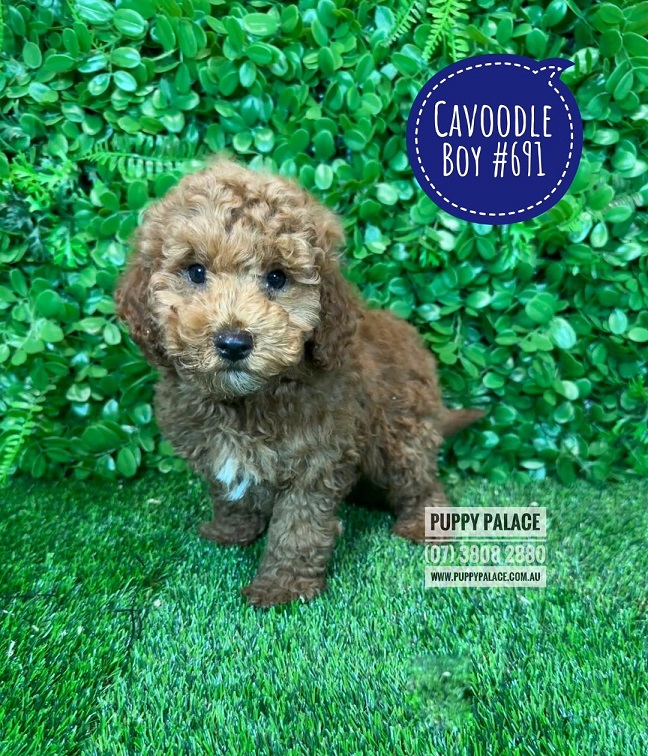 Toy Cavoodle / Cavapoo - Boy Puppies For Sale Brisbane
