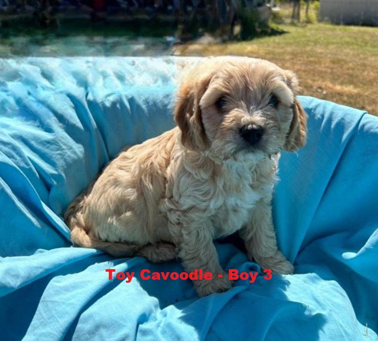 Toy Cavoodle / Cavapoo (Cavalier X Toy Poodle) - Boy - I am arriving ...