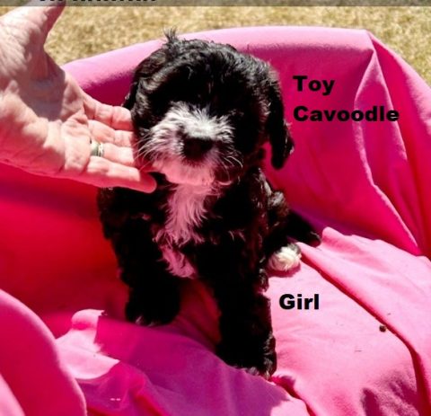 Toy Cavoodle / Cavapoo (Cavalier X Toy Poodle) Girl - I am arriving ...