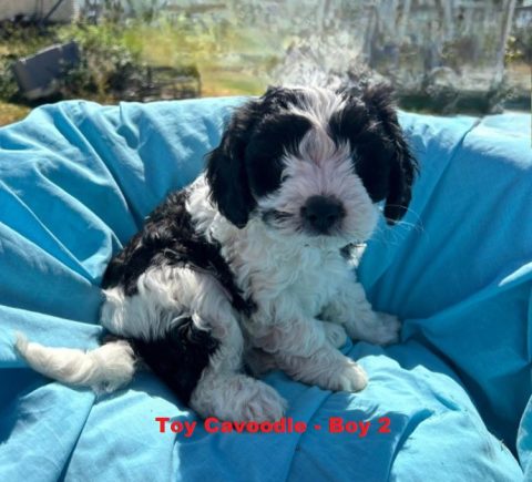 Toy Cavoodle / Cavapoo (Cavalier X Toy Poodle) - White/Black Boy - I am ...