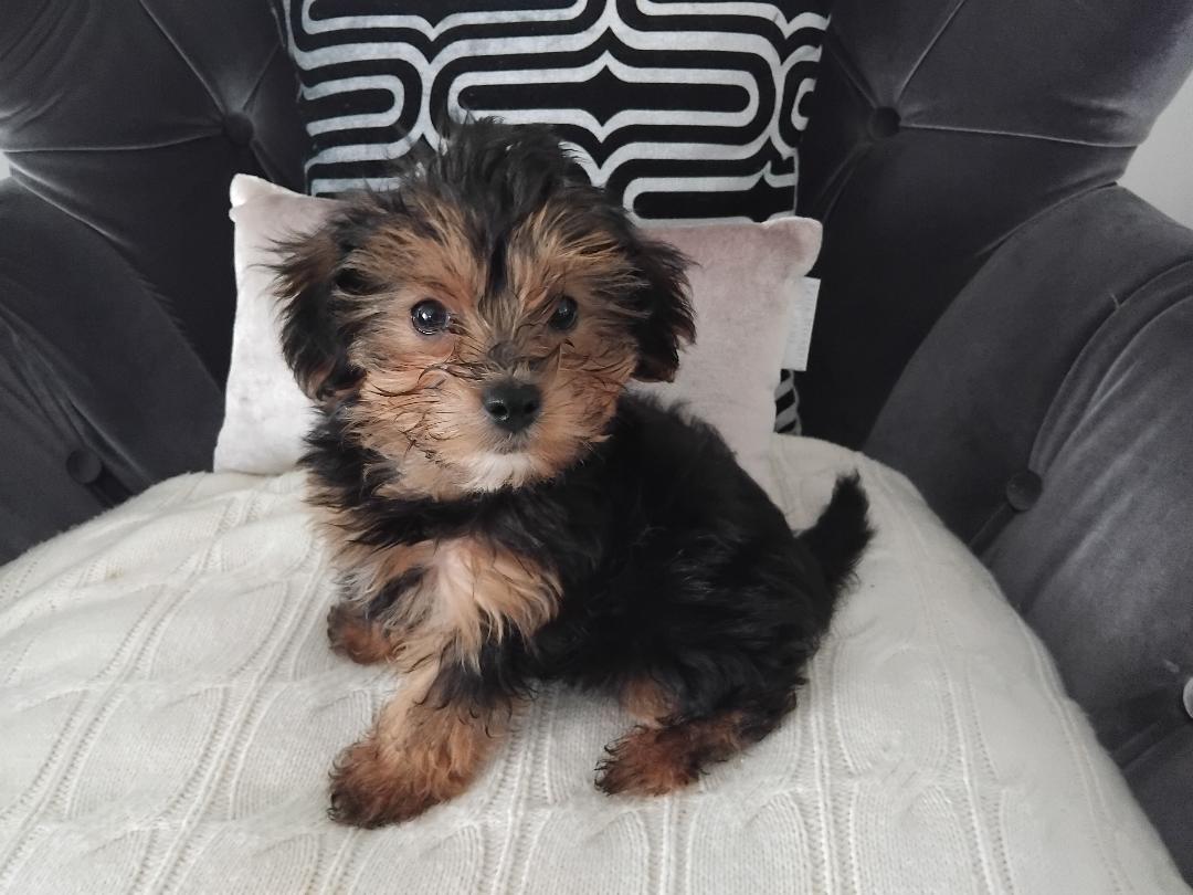 Yorkipoo (Yorkshire Terrier X Toy Poodle) - Boy Puppies For Sale Brisbane