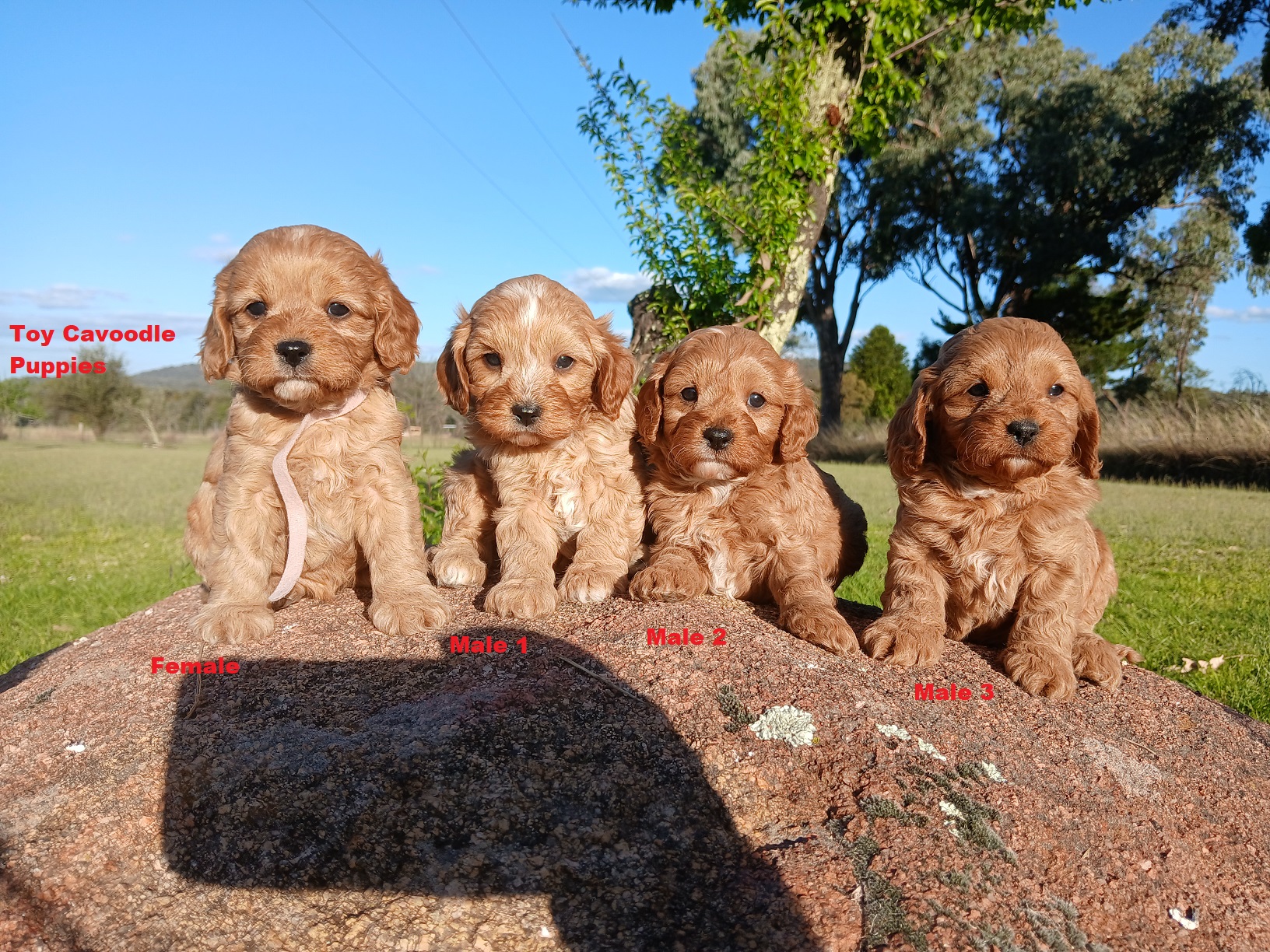 Toy Cavoodle / Cavapoo (Cavalier X Toy Poodle) - Girl & Boys. We are ...