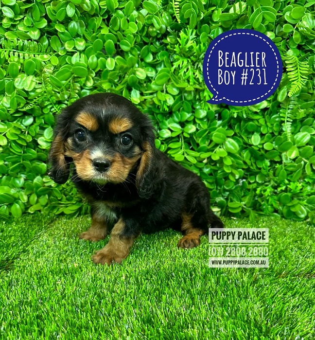 Beaglier (Cavalier X Beagle - 3rd Generation) - Black/Tan Boy Puppies ...