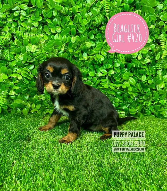 Beaglier (Cavalier X Beagle - 3rd Generation) - Black/Tan Girl. Puppies ...