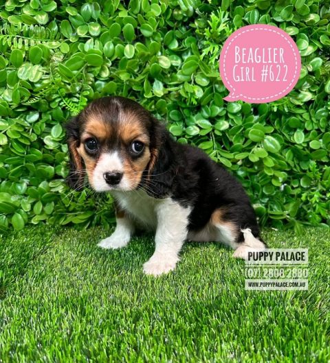Beaglier (Cavalier X Beagle - 3rd Generation) - Tri Girl Puppies For ...