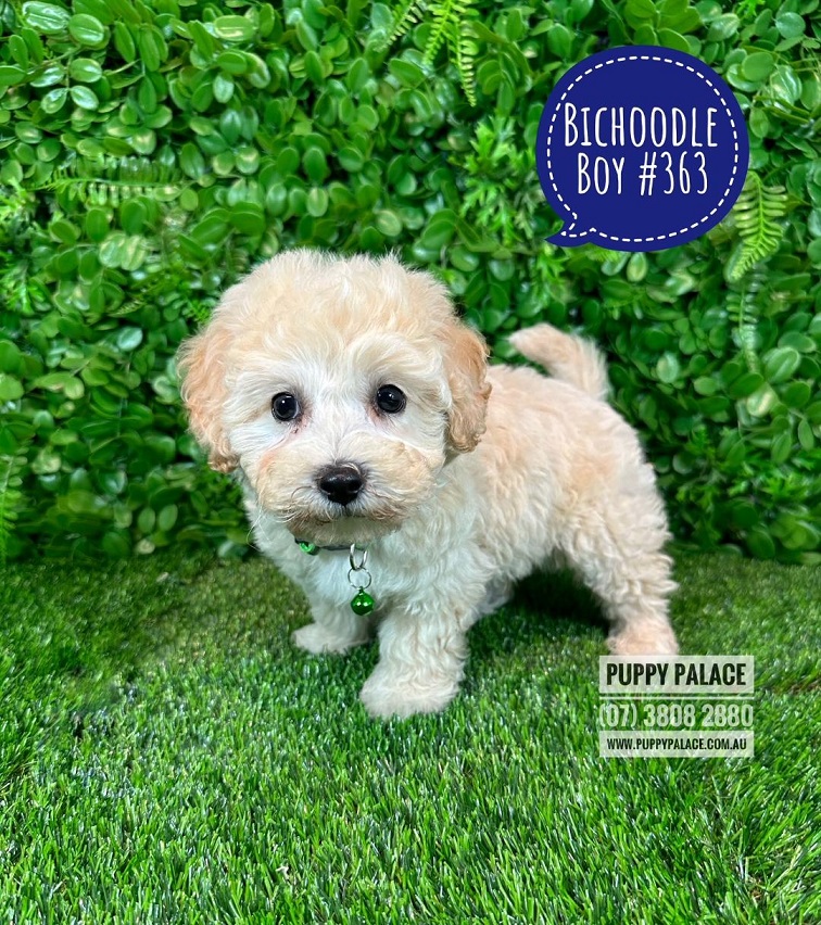 Bichoodle / Poochon (Bichon X Toy Poodle) - Boy Puppies For Sale Brisbane