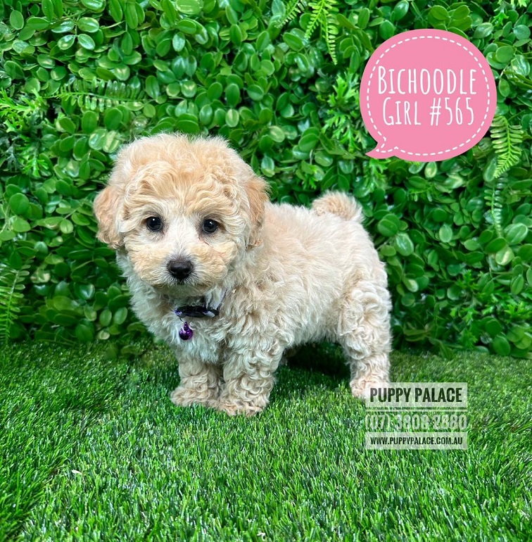 Bichoodle / Poochon (Bichon X Toy Poodle) - Girl Puppies For Sale Brisbane