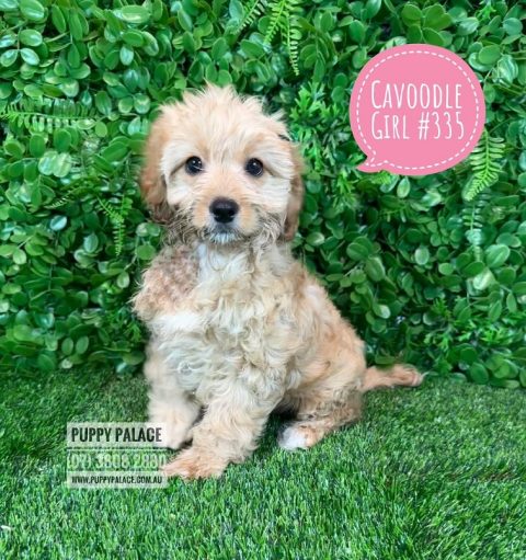 Cavoodle (Cavalier X Poodle) Puppy - Girl. Puppies For Sale Brisbane