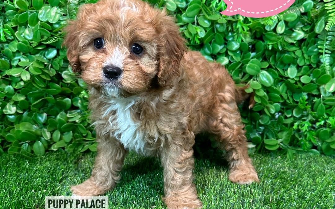 $2395 - Toy Cavoodle / Cavapoo (Cavalier X Toy Poodle) – Girl. Litter 2 ...