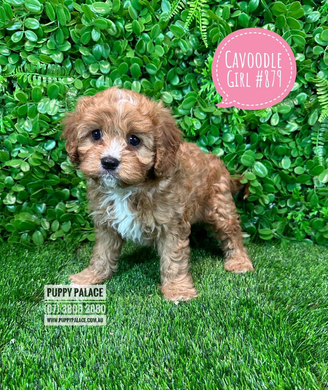 $2395 - Toy Cavoodle / Cavapoo (Cavalier X Toy Poodle) – Girl. Litter 2 ...