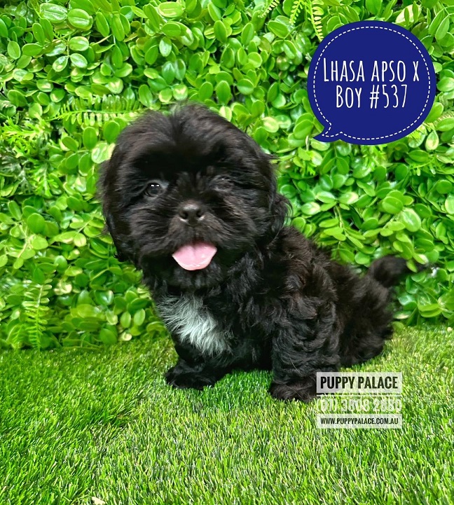 Lhasa Apso X Shih Tzu Puppies - Boy. Price Includes my 2nd Vaccination ...