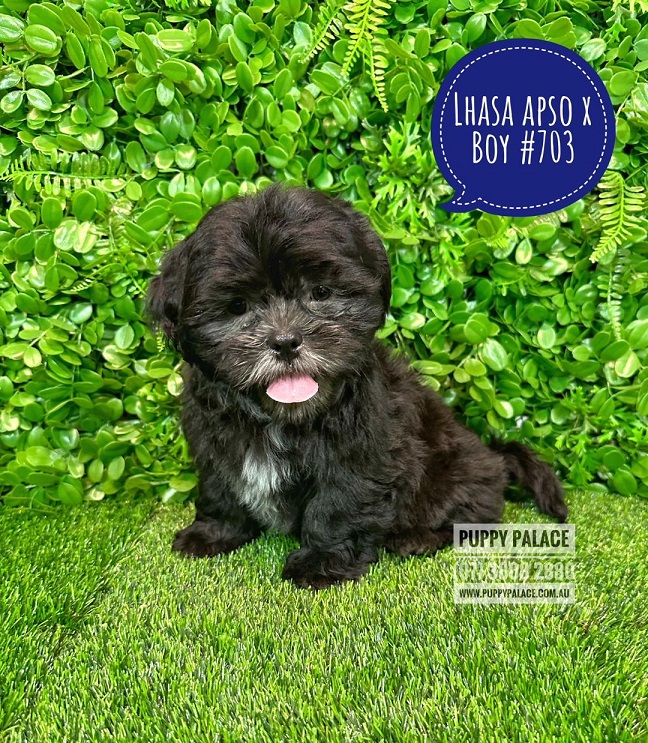 Lhasa Apso X Shih Tzu Puppies - Boy. I HAVE ALSO HAD MY 2nd VACCINATION ...