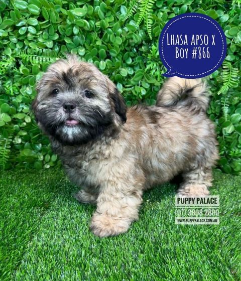 Lhasa Apso X Shih Tzu Puppies - Boy Puppies For Sale Brisbane