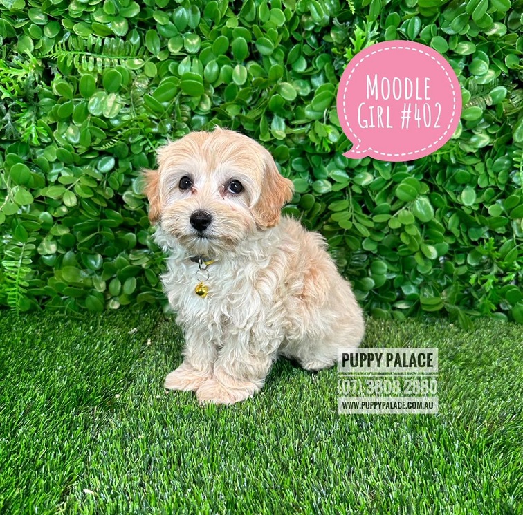 Moodle (Maltese X Toy Poodle) - Girl Puppies For Sale Brisbane