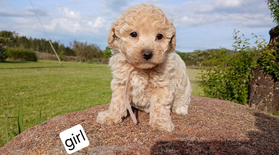 Bichoodle (Bichon X Toy Poodle) – Girl. I am arriving into store ...