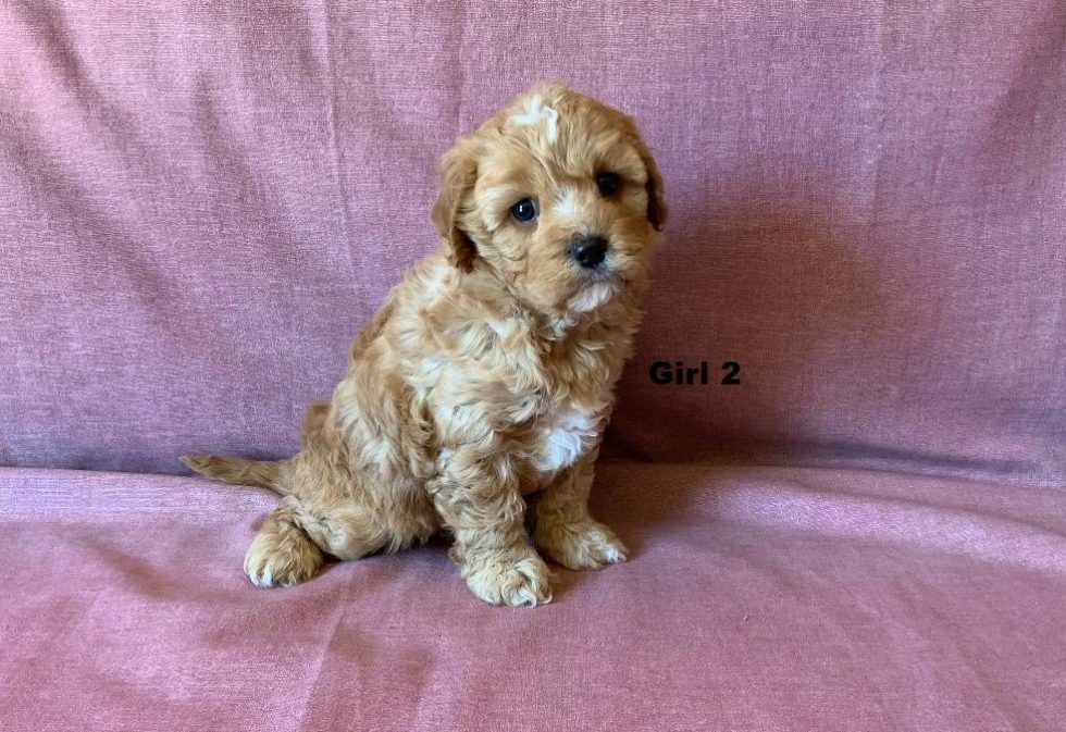 Toy Cavoodle / Cavapoo (Cavalier X Toy Poodle) – Girl. I am arriving ...