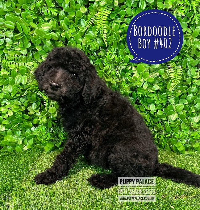 Bordoodle (Border Collie X Chocolate Poodle) – Boy Puppies For Sale ...