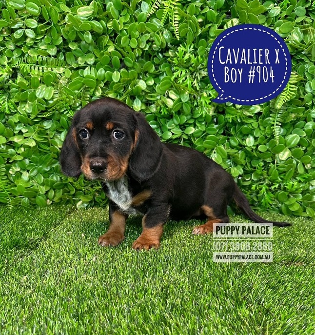 Dashalier (Cavalier King Charles X Mini Dachshund) - Boy. Puppies For ...